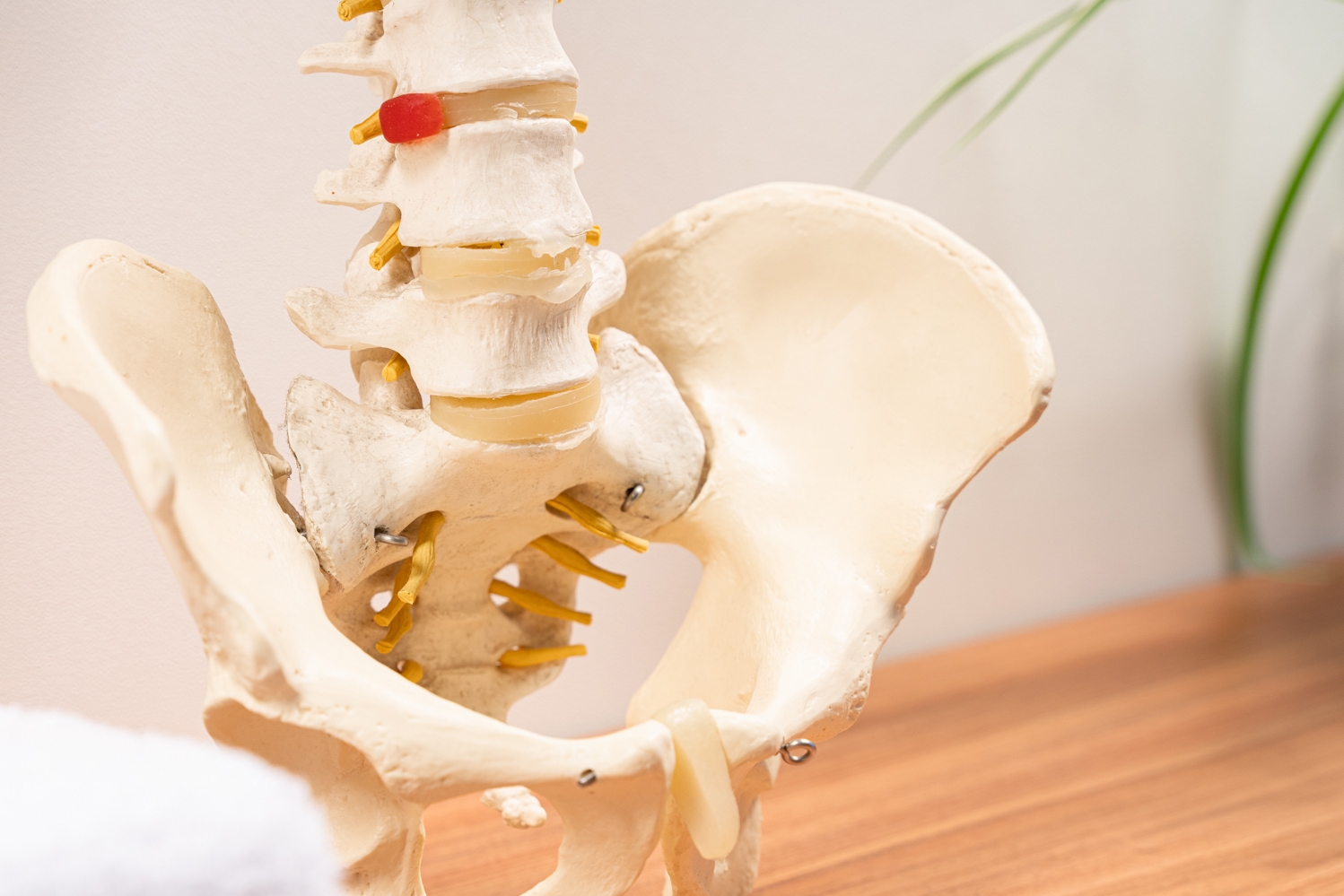 Coccygodynie (pijn aan je stuitje) - Osteopathie Martius